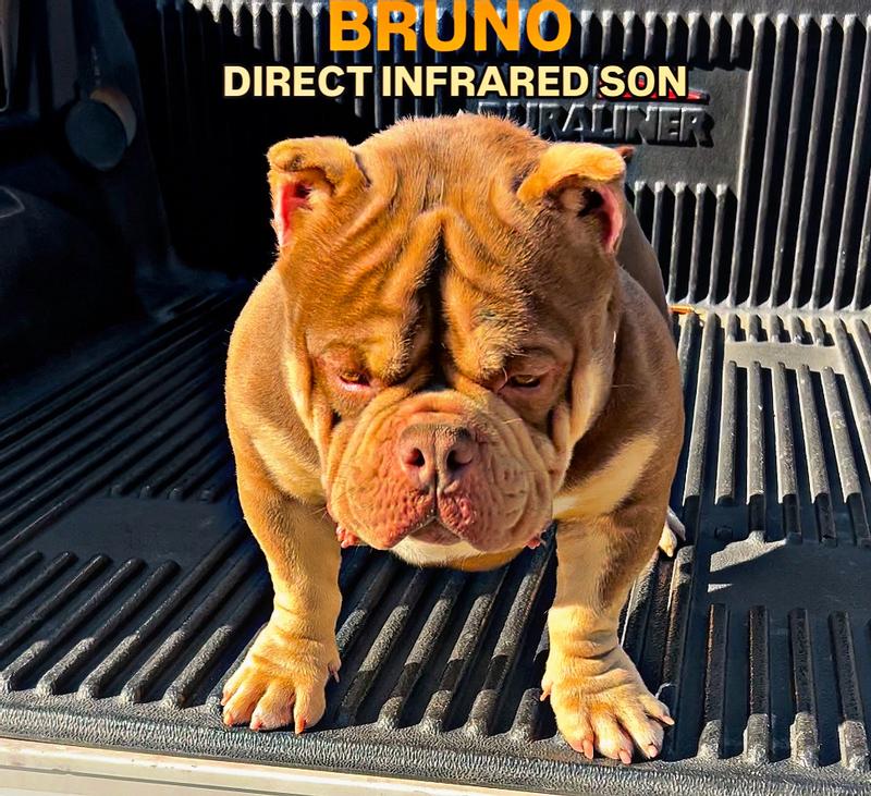 4health Strive All Life Stages Endurance 90 Formula Dry Dog Food, 45 lb ...