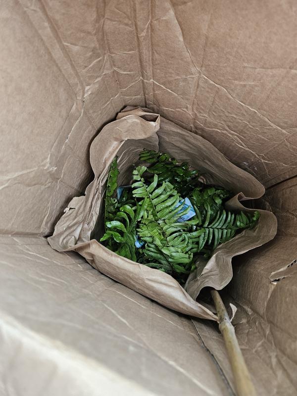 Costa Farms 10 in. Potted Macho Fern Plant, 1 pc. at Tractor Supply Co