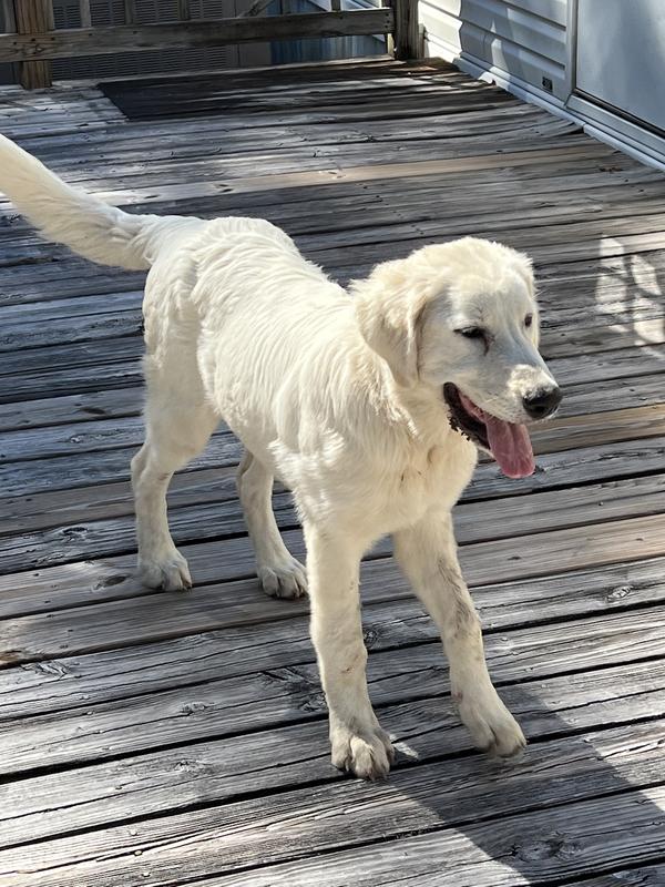 Flea Halt Flea and Tick Spray Plus Citronella Scent for Dogs, 32 oz. at ...