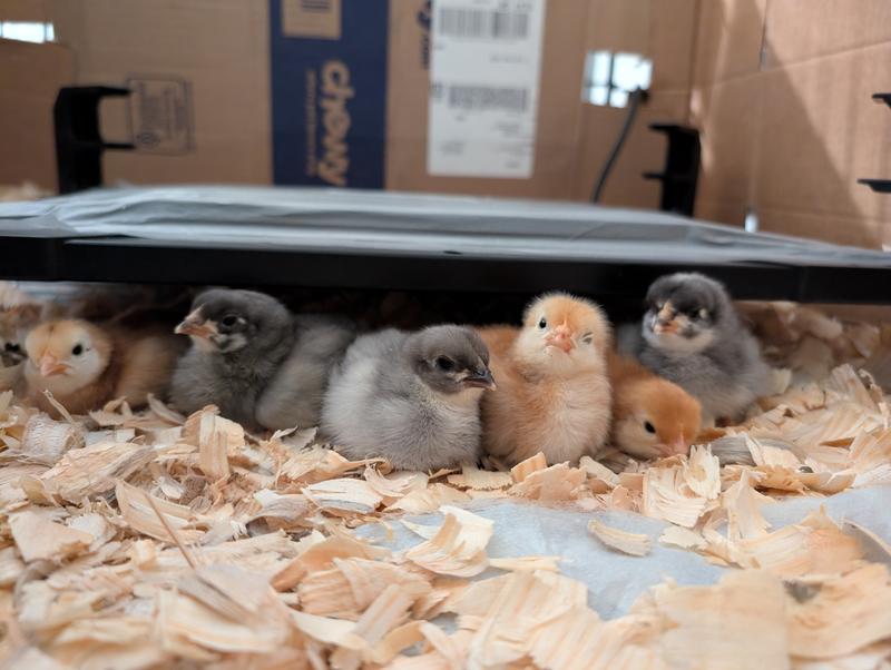 Producer's Pride Chicken Coop Brooder and Heater for 10 Birds at ...