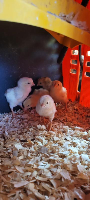 DuMOR 20% Chick Starter/Grower Crumbled Chicken Feed at Tractor Supply Co