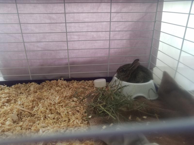 Ware Manufacturing Rabbit Starter Kit, 30 in. x 17.5 in. at Tractor ...