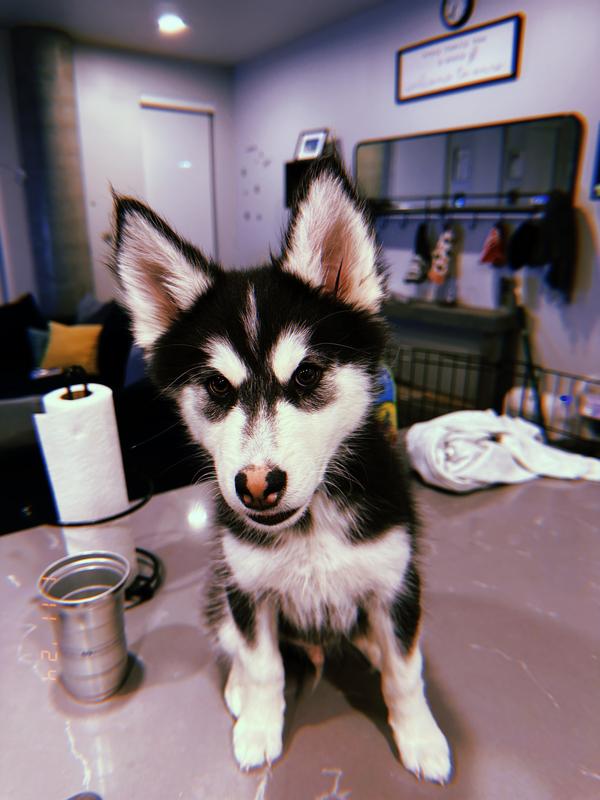 Spectra Canine 9 Vaccine for Dogs with Syringe, 1 Dose at Tractor Supply Co