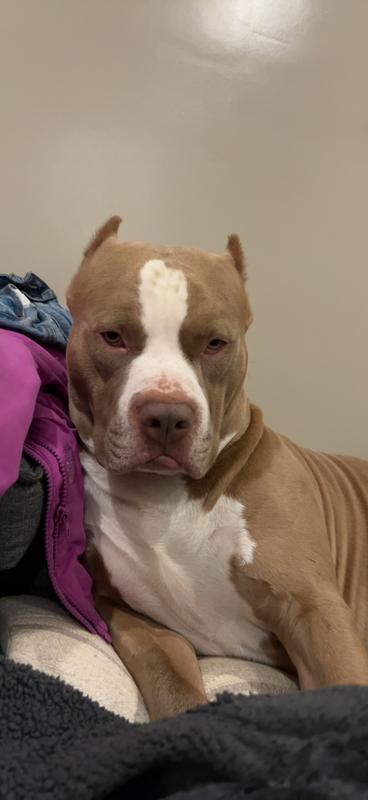 Sportmix CanineX Adult Performance Grain-Free Beef Recipe Dry Dog Food ...