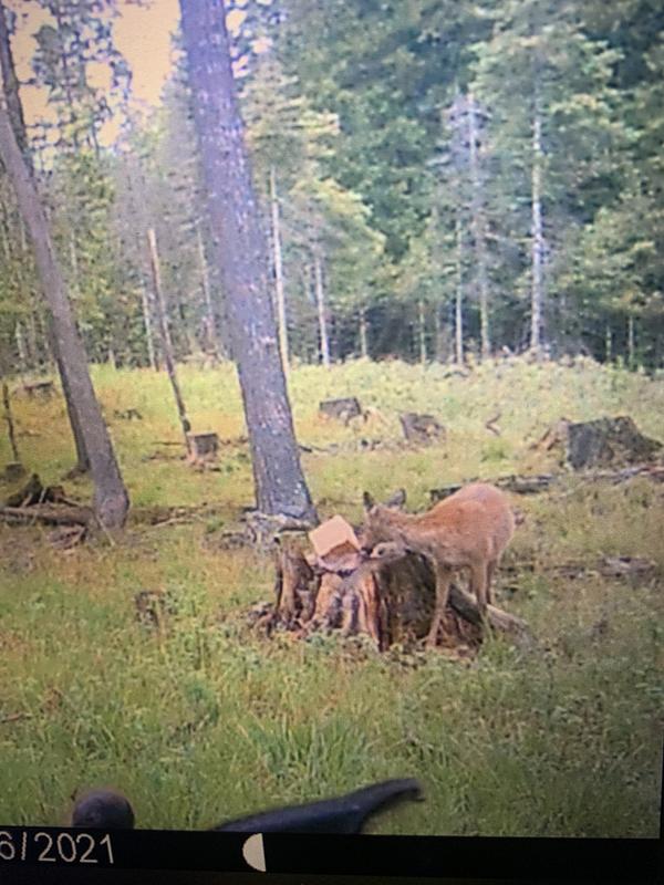 Mighty Deer Lick Sweet Apple Deer Attractant, 25 lb. Block at Tractor ...