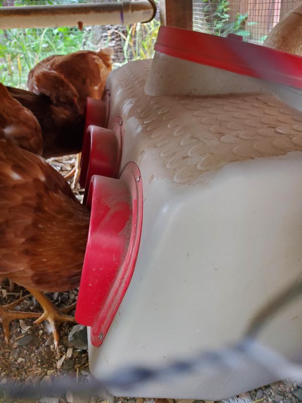 OverEZ 50 lb. Chicken Feeder at Tractor Supply Co