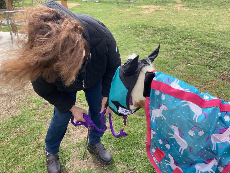 Star Point Horsemanship Unicorn Hooded Horse Fly Sheet at Tractor Supply Co