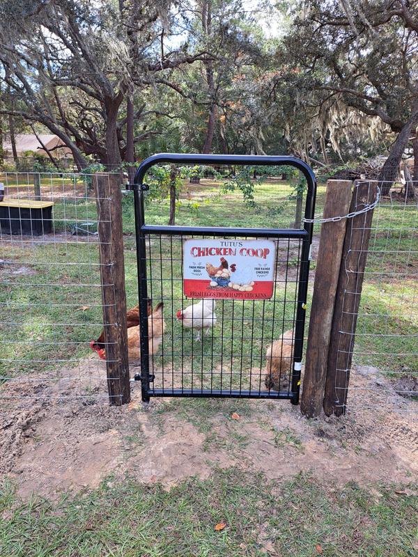 Tarter 3 ft. x 50 in. Wire Filled Gate, 2 in. x 4 in. Mesh, Black at ...