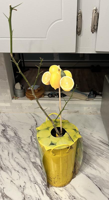 Van Zyverden 5 in. Potted Citrus Meyer Lemon Tree at Tractor Supply Co