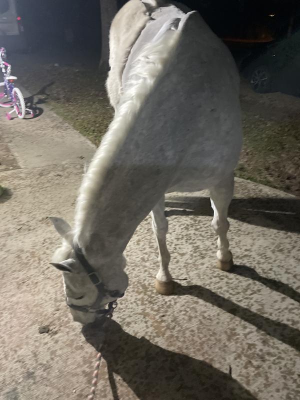 Wahl Clipper Stable Grip Equine Clipper at Tractor Supply Co