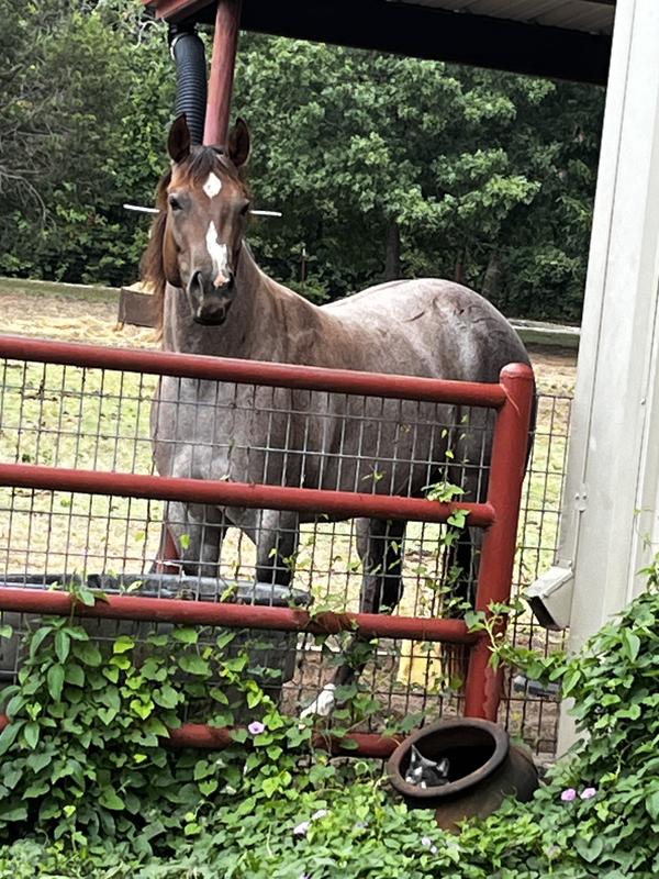 Purina Smart Edge Horse Feed, 50 lb. Bag at Tractor Supply Co.