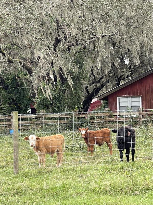 Purina Precon Complete with RX3 Cattle Feed, 50 lb. Bag at Tractor ...