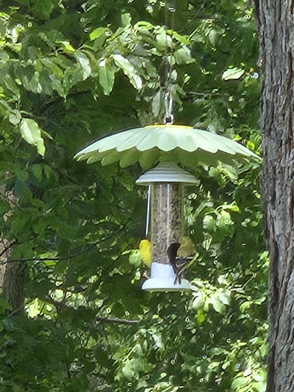 Royal Wing Small Bird Feeder, Black/White at Tractor Supply Co