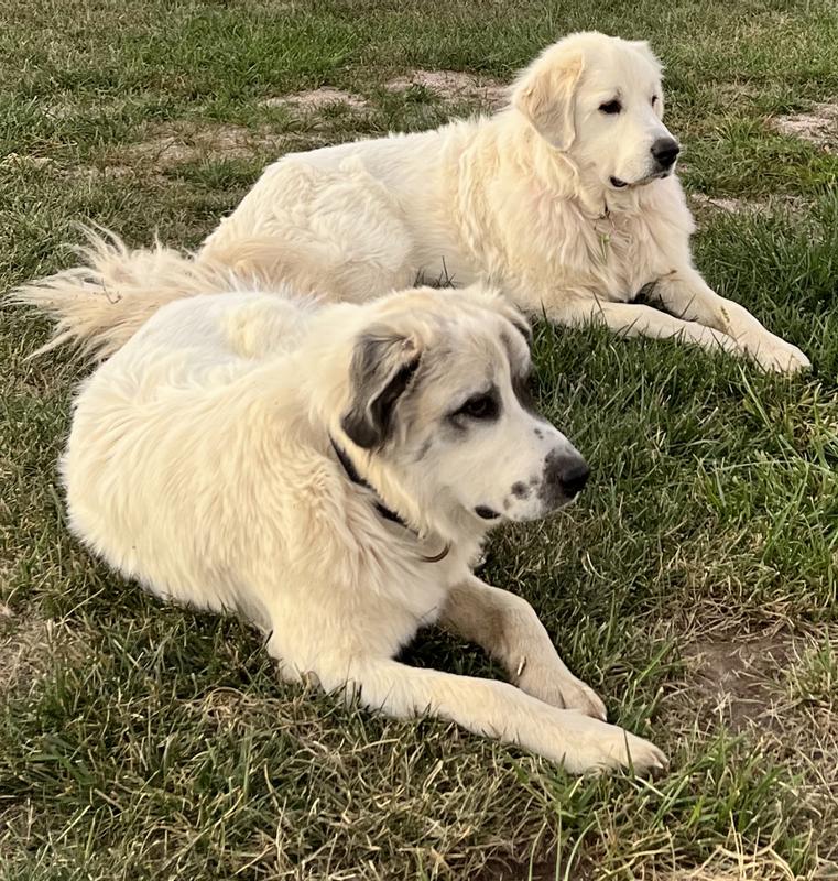 Pedigree Big Dog Adult Roasted Chicken, Rice and Vegetable Recipe Dry ...