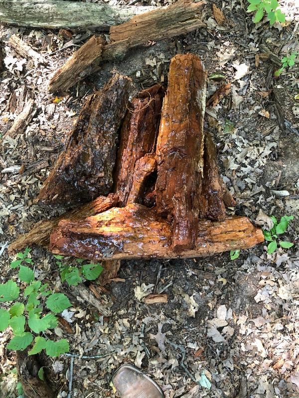 Evolved Habitats 1 gal. Buck Jam Apple Deer Attractant at Tractor Supply Co