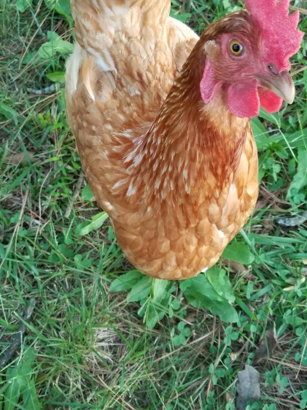 Huvepharma Corid 20% Amprolium Soluble Powder Bovine Coccidiosi ...