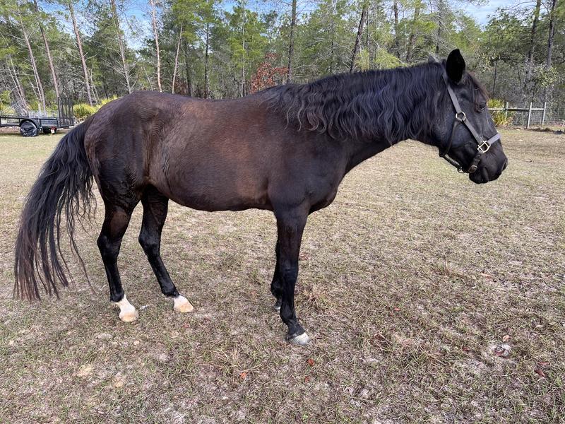 Standlee Premium Western Forage Certified Timothy Grass Hay Pellet ...