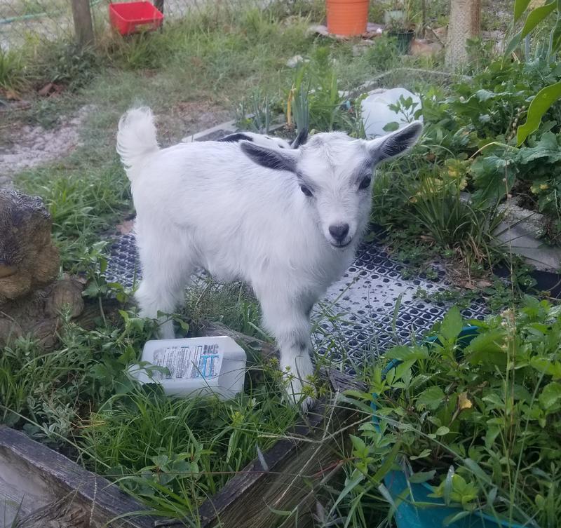 DuMOR Non-GMO All Stock Pelleted Livestock Feed at Tractor Supply Co