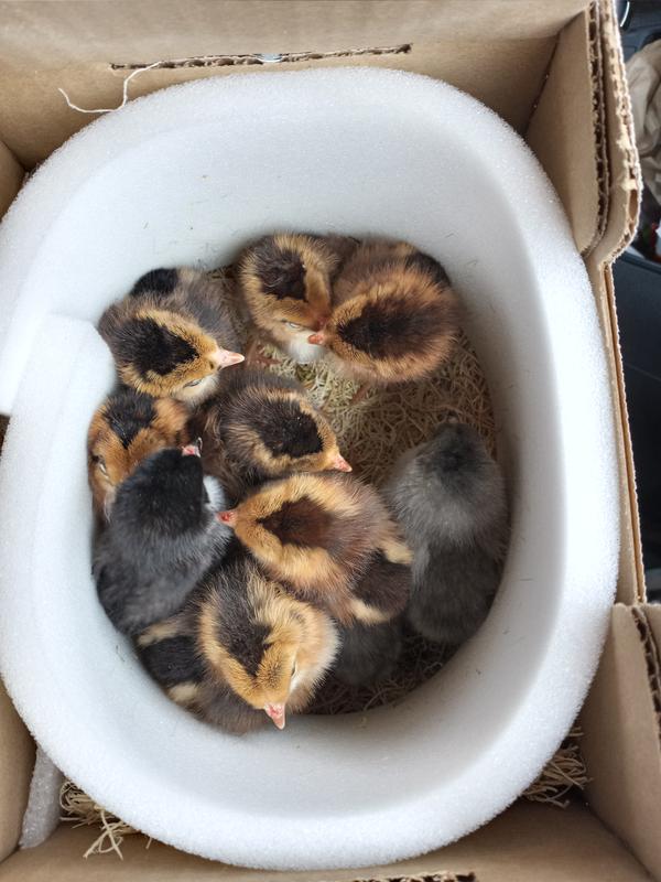 Hoover's Hatchery Live Prairie Bluebell Egger Chickens, 10 ct. Baby ...