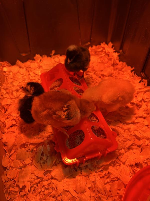 ImPECKables Beginner Poultry Starter Kit at Tractor Supply Co