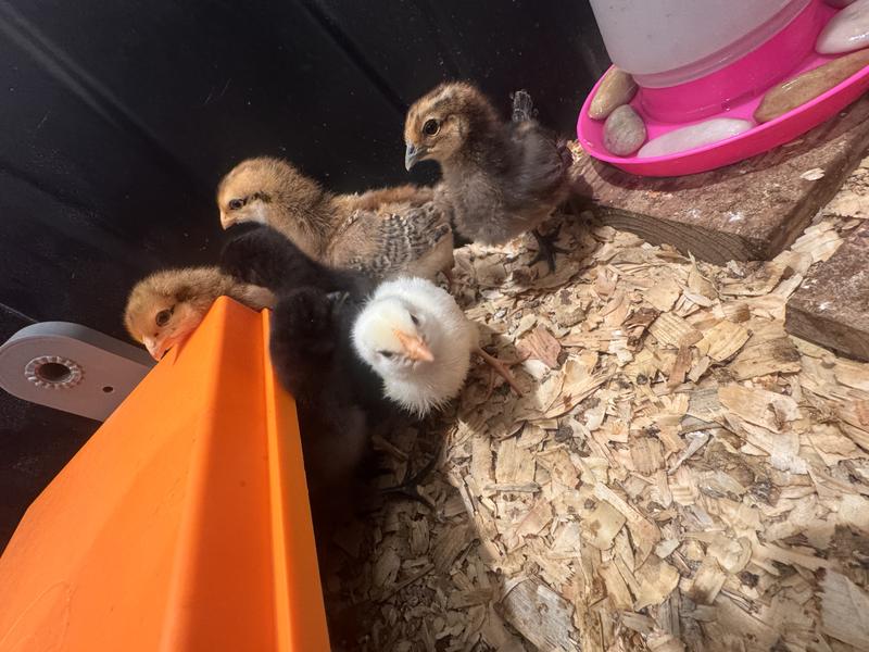 Hoover's Hatchery Live Rare Standard Package Chickens, 10 ct. Baby ...