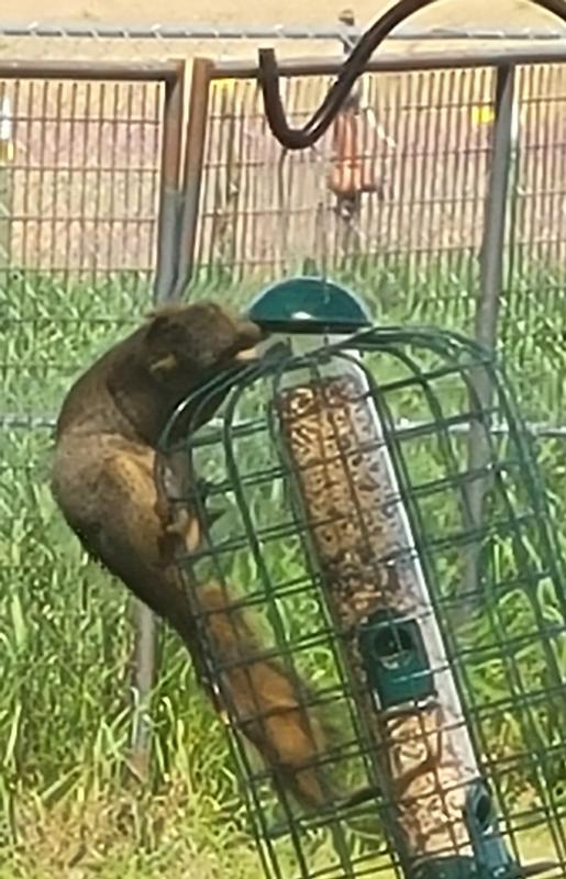 Squirrel-X 1.5 lb. Squirrel-Proof Caged Bird Feeder at Tractor Supply Co