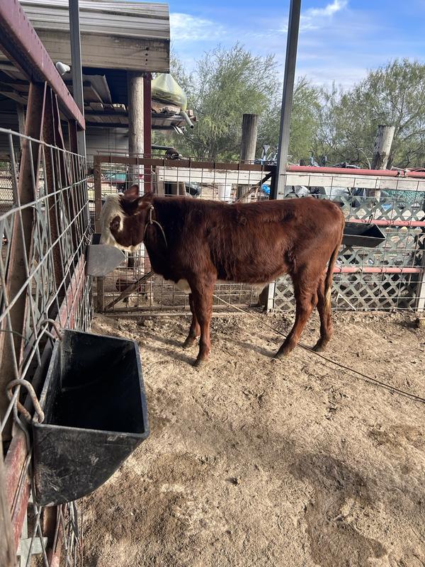 Producer's Pride 20% Cubed Cattle Feed, 50 lb. Bag at Tractor Supply Co