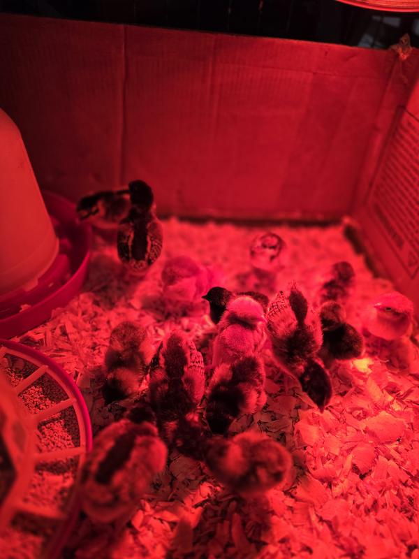 Hoover's Hatchery Live Rare Standard Package Chickens, 10 ct. Baby ...
