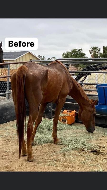 Elk Grove Milling Senior Stable Mix Pelleted Horse Feed, 50 lb. at ...