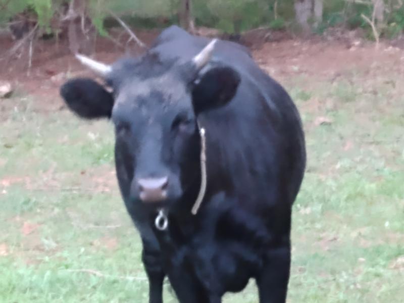 Nutrena NutreBeef 15% Commodity Pelleted Cattle Feed, 50 lb. Bag at ...