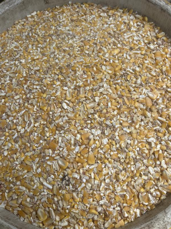 Producer's Pride Scratch Grains Poultry Feed, 50 lb. Bag at Tractor ...