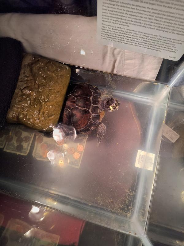 Boehringer Ingelheim Bio-Mycin 200 (Oxytetracycline) Injection at ...