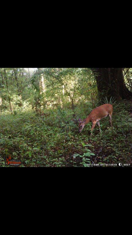 Evolved Habitats 1 gal. Deer Cane Liquid Deer Attractant at Tractor ...