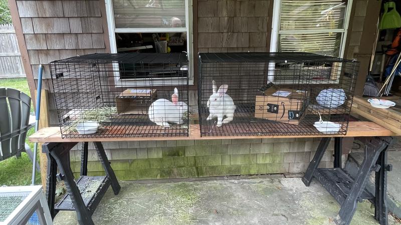 DuMOR Heavy-Duty Rabbit Cage, 36 in. x 30 in. at Tractor Supply Co