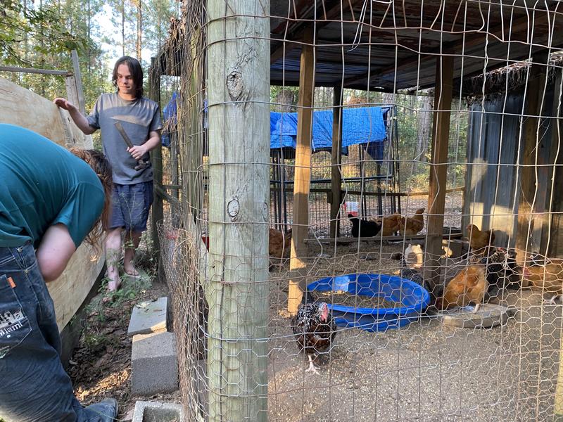 Producer's Pride 16% Layer Pelleted Chicken Feed, 50 lb. Bag at Tractor ...