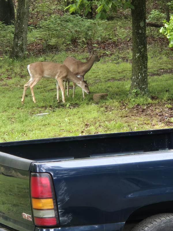 treeline 25 lb. Wild Berry Craze Deer Mineral Block at Tractor Supply Co