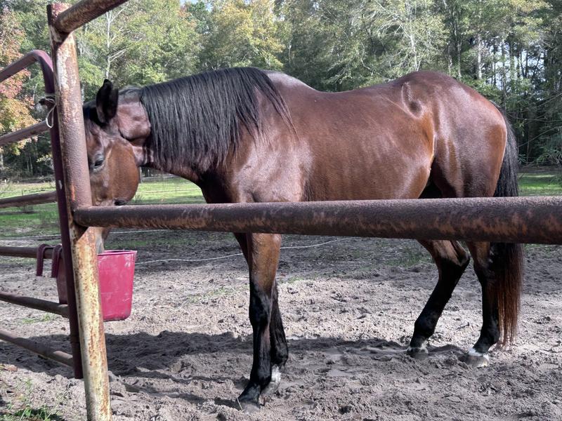 Unbeetable Feeds Complete Pellets, 50 lb. at Tractor Supply Co