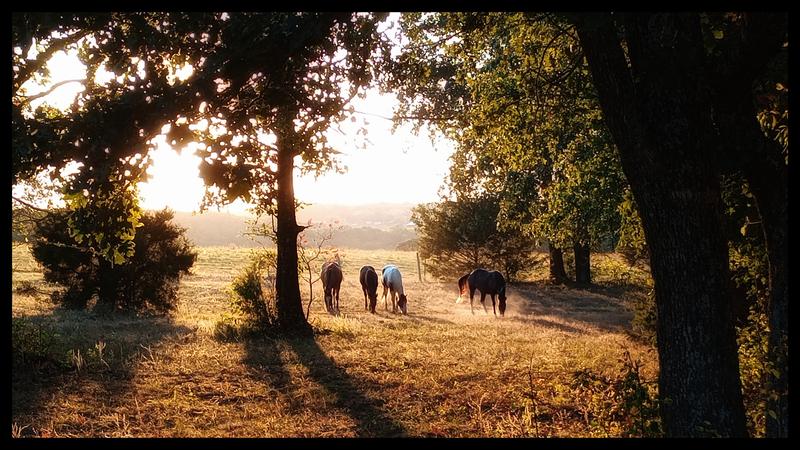 Unbeetable Feeds Blend Pellet Forage, 50 lb. at Tractor Supply Co