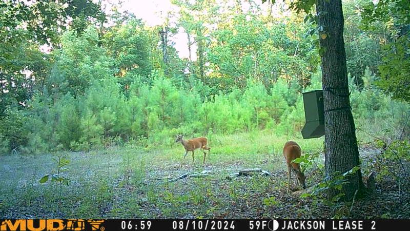 treeline Hanging Deer Feeder at Tractor Supply Co