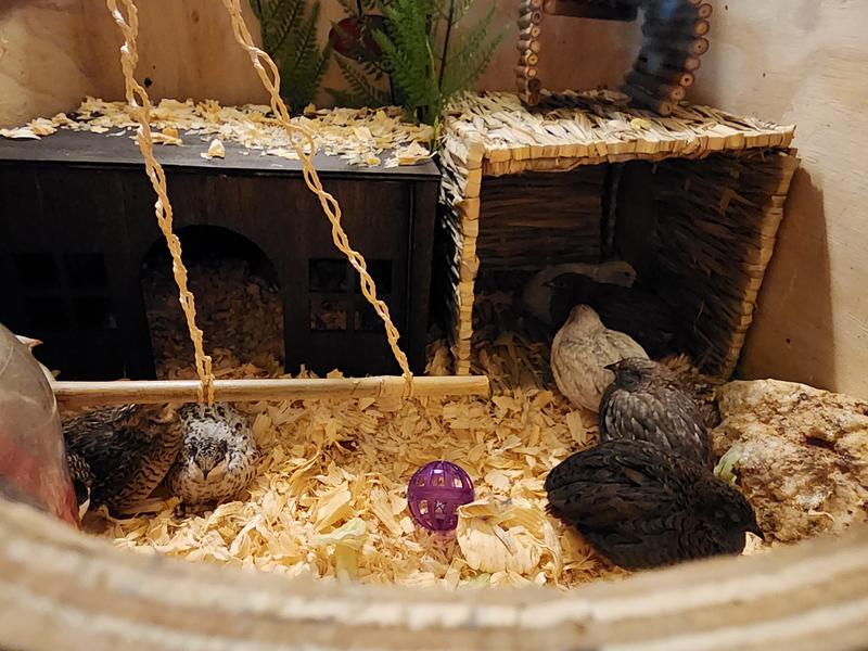 ImPECKables Chick Brooder Box at Tractor Supply Co