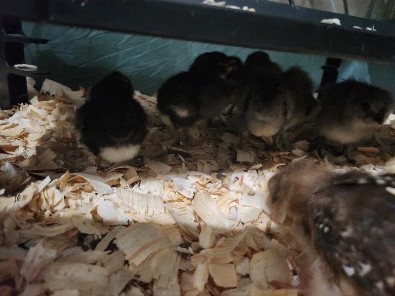 Producer's Pride Chicken Coop Brooder and Heater for 10 Birds at ...