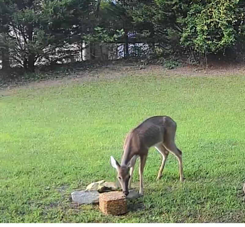 Purina Premium Deer Block, 20 lb. at Tractor Supply Co