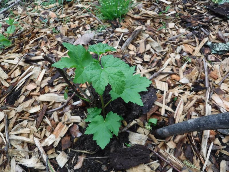 DeGroot Raspberry Fall Gold at Tractor Supply Co
