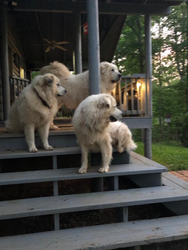 Retriever Beef-Basted Rawhide Chips Dog Chew Treats, 2 lb. at Tractor ...