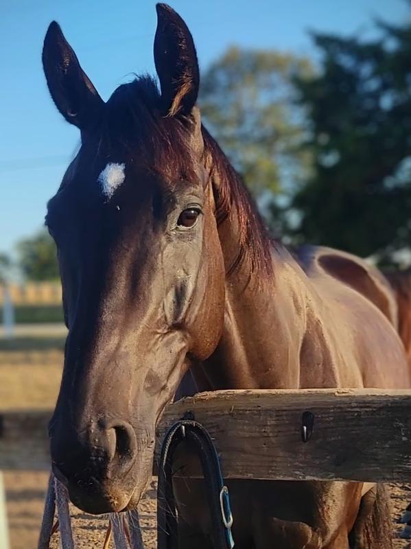 Nutrena ProForce Fuel Textured Horse Feed, 50 lb. Bag at Tractor Supply Co