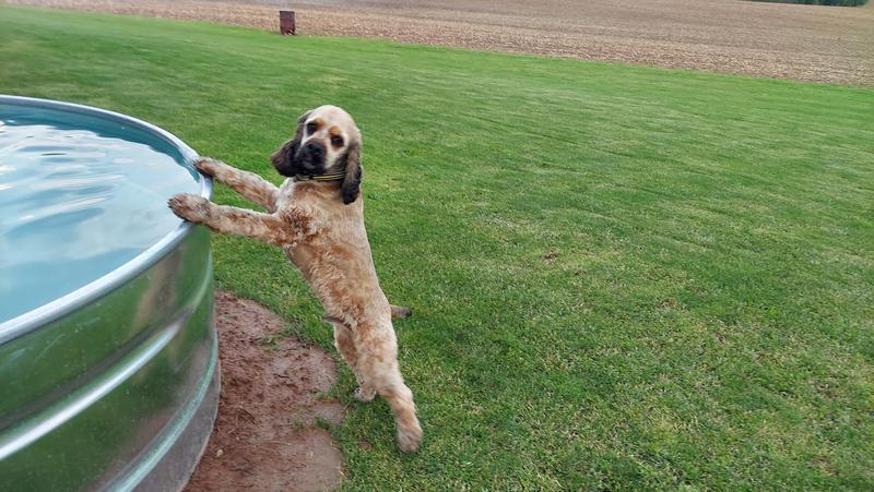 CountyLine 390 gal. Round Galvanized Steel Stock Tank, 6 ft. x 2 ft. at ...