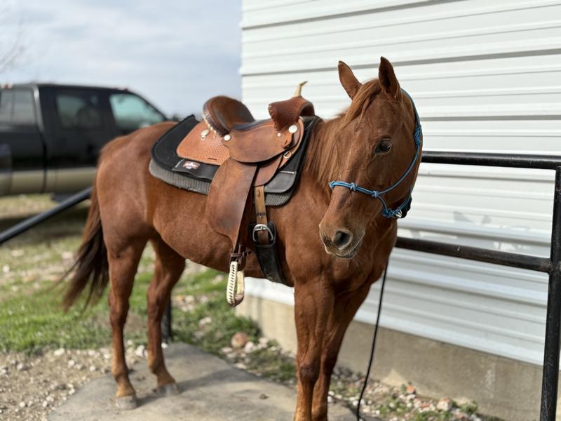 Nutrena ProForce Textured Senior Horse Feed, 50 lb. Bag at Tractor ...