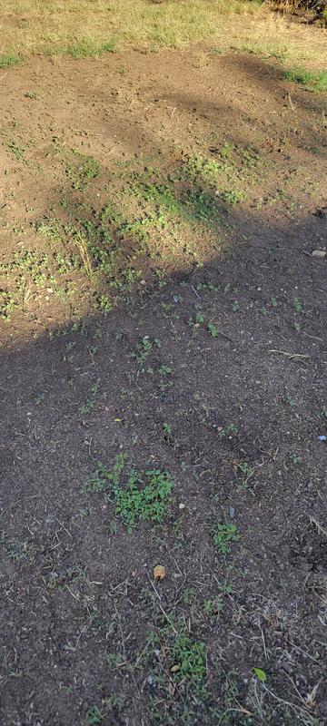 Pennington 8.75 lb. 5,000 sq. ft. Smart Seed Bermuda Mix Combination ...