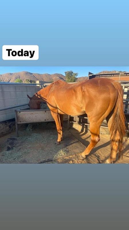 Elk Grove Milling Senior Stable Mix Pelleted Horse Feed, 50 lb. at ...