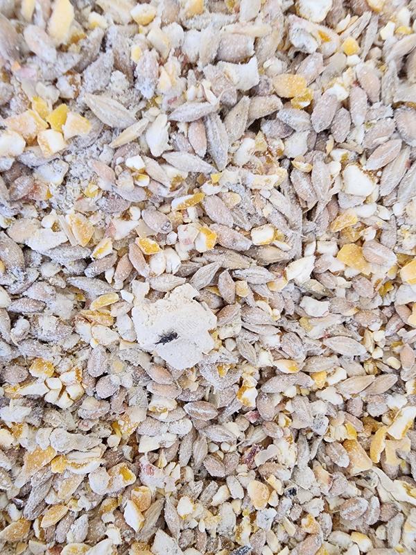 Purina Organic Premium Chicken Scratch Grains, 35 lb. Bag at Tractor ...